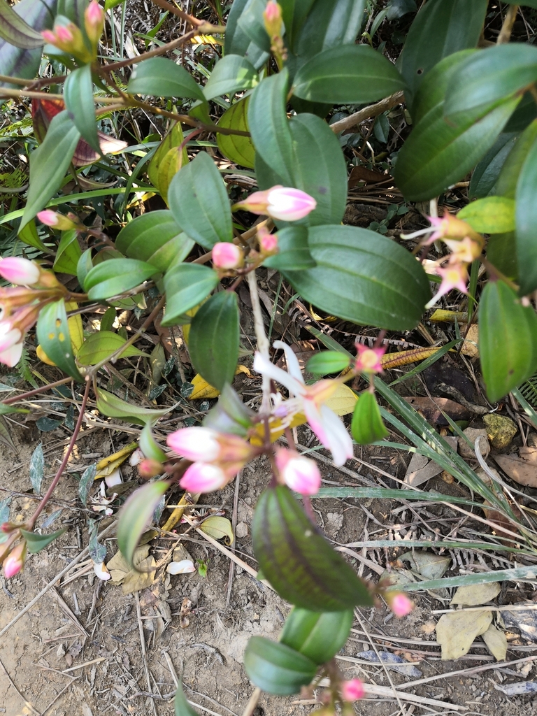 South China Barthea from 打瀉油坳 Ma On Shan, New Territories, Ma On Shan ...