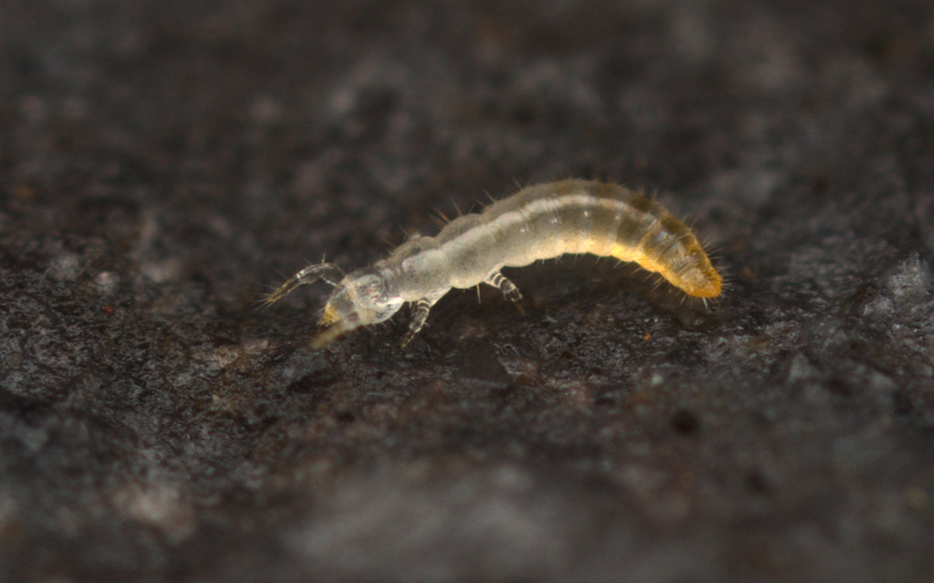 Entognatha Identifying Characteristics Easy Biology Class