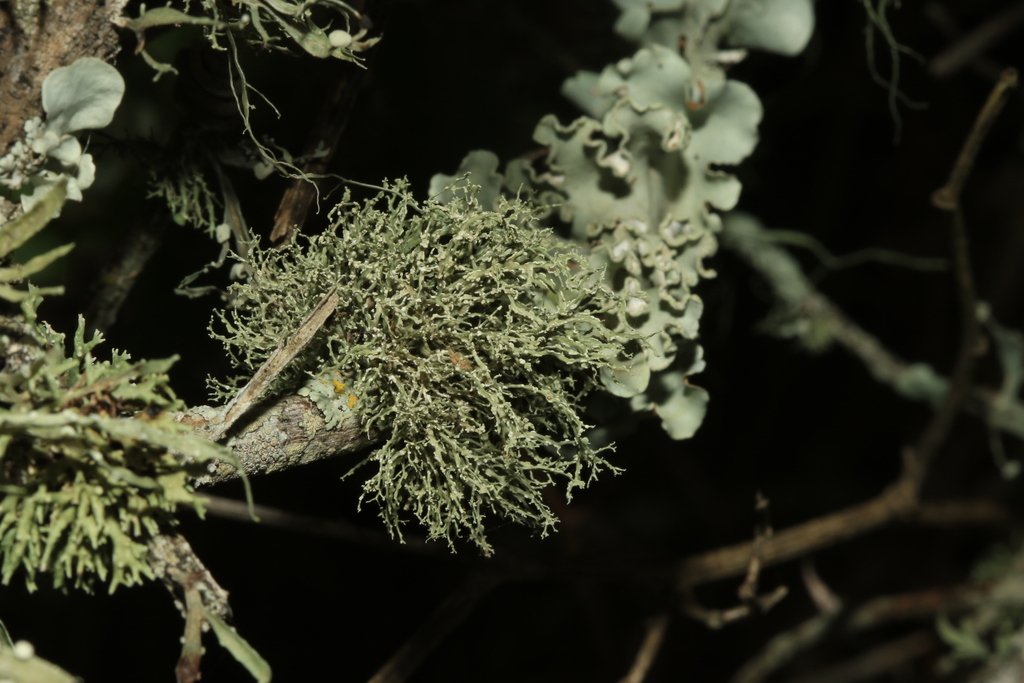 Quipu Lichen from Cacadu, Eastern Cape, South Africa on December 28 ...