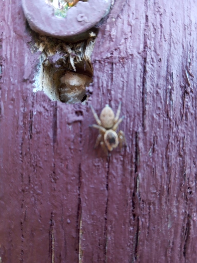 White Banded House Jumper from Bayswater on January 08, 2023 at 07:07 ...