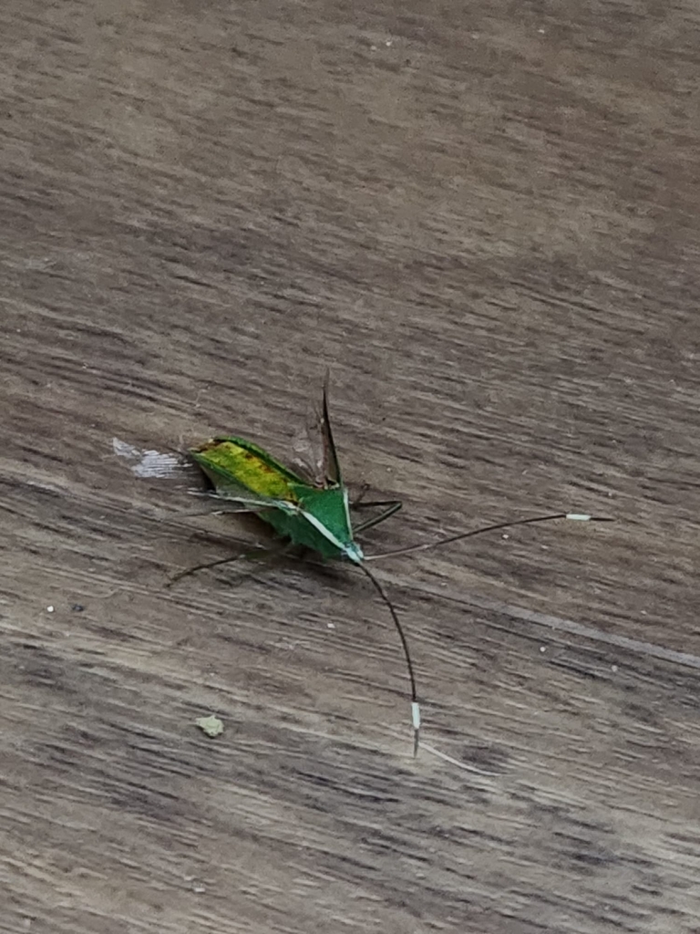 Homoeocerus by Tiffany Lum · iNaturalist