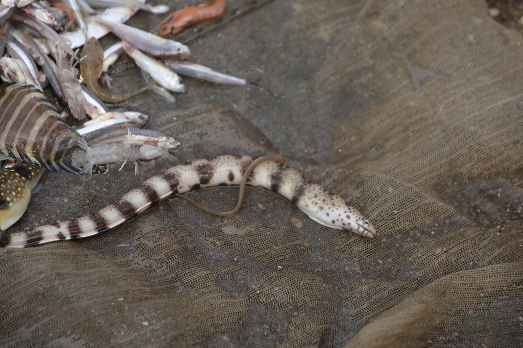 Reticulated Moray from 中国海南省澄迈县东水港村 邮政编码: 571924 on January 7, 2023 at ...
