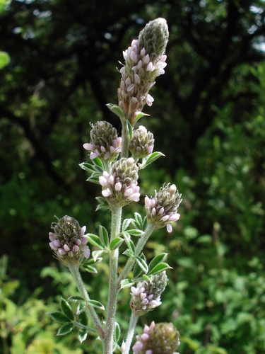 Dalea tomentosa · iNaturalist
