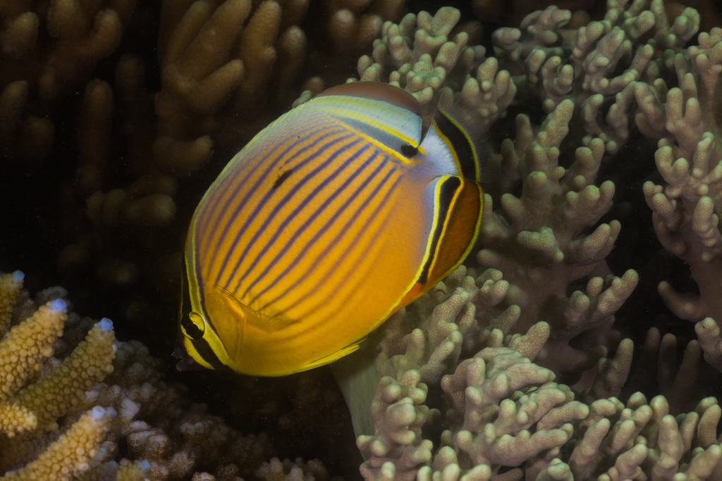 Indian Redfin Butterflyfish from Cairns - Pt B, Queensland, Australia ...