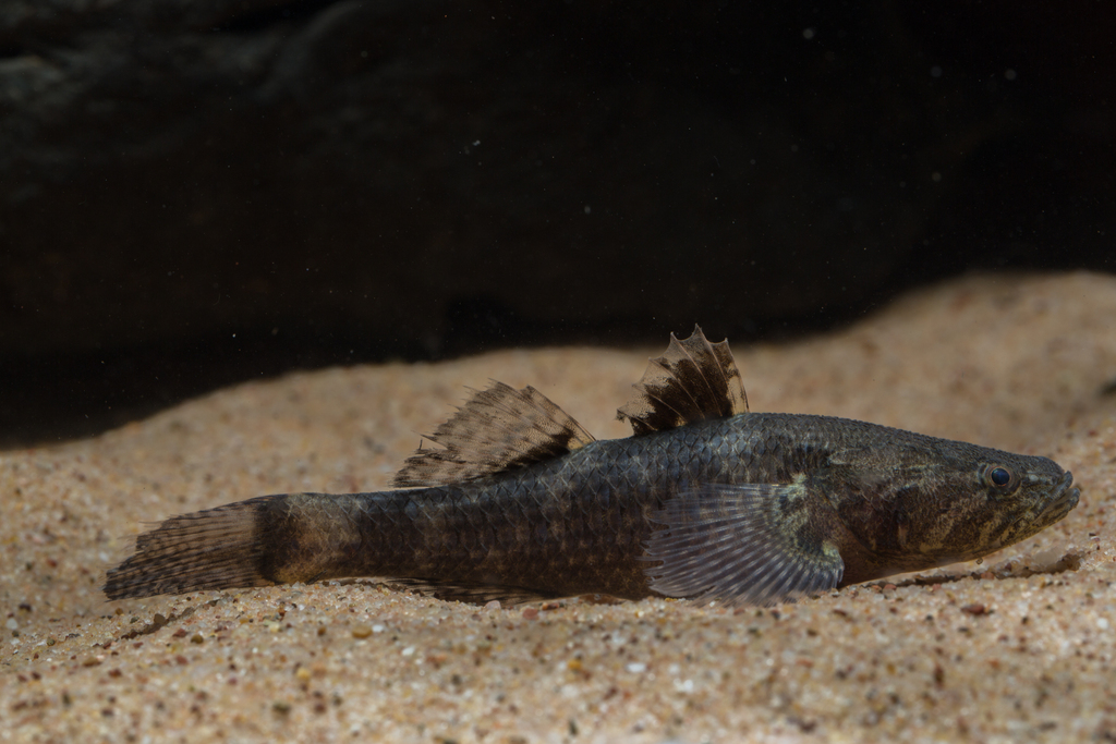 Prionobutis from Rapid Creek, Northern Territory, Australia on June 01 ...