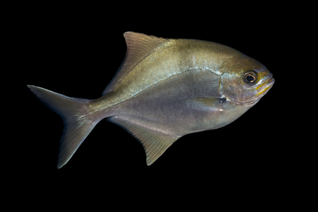 Sea Sweep from Mornington P'sula - West, Victoria, Australia on ...