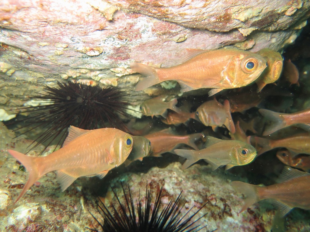 Island Roughy (Paratrachichthys fernandezianus) - Marine Life ...
