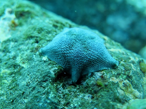 Parvulastra calcarata · iNaturalist