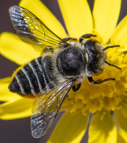 Megachile venusta · iNaturalist Mexico