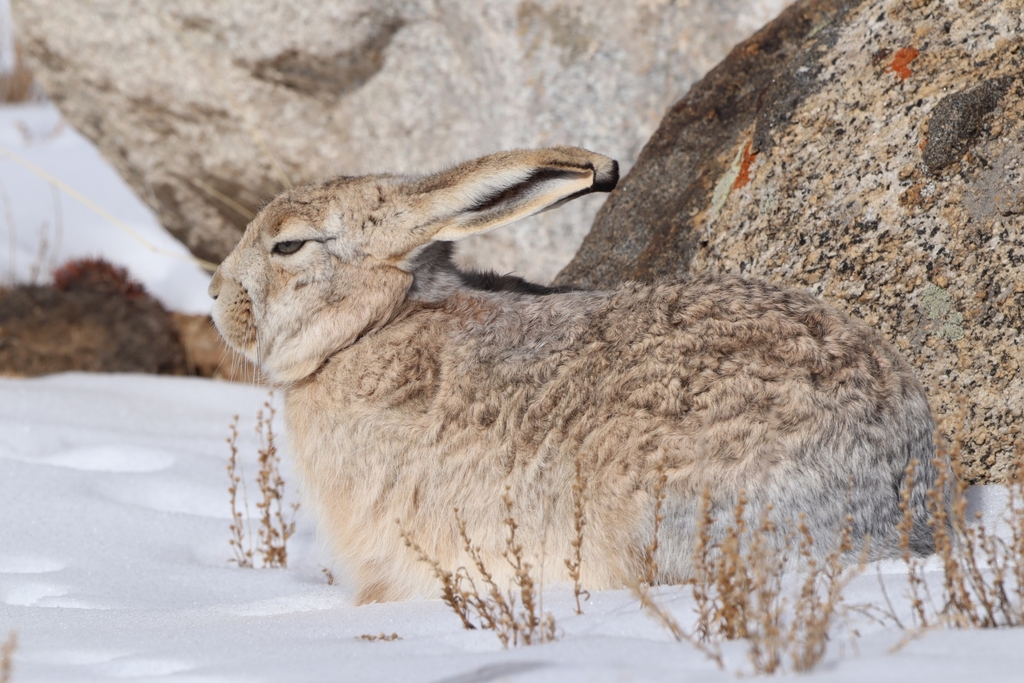 Woolly Hare from 194201 on January 8, 2023 at 02:17 AM by Tsewang ...
