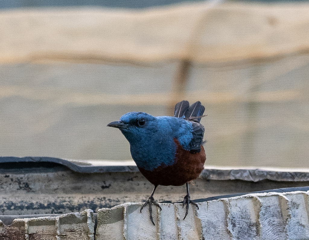 Blue Rock-Thrush in January 2023 by S Dowell · iNaturalist