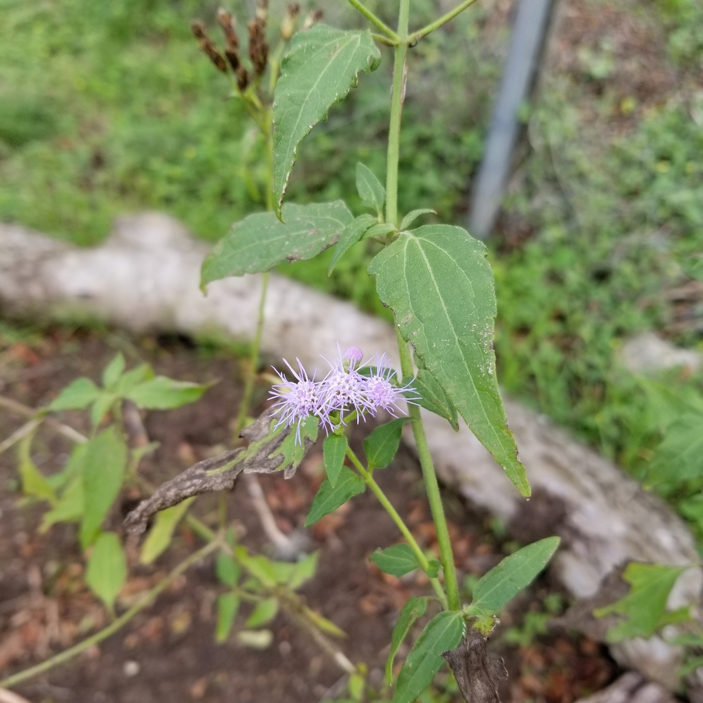 Siam weed from Northwood Hills, TX 78259, USA on December 13, 2022 at ...