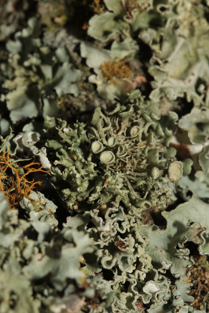 Dotted Ribbon Lichen from Cacadu, Eastern Cape, South Africa on ...