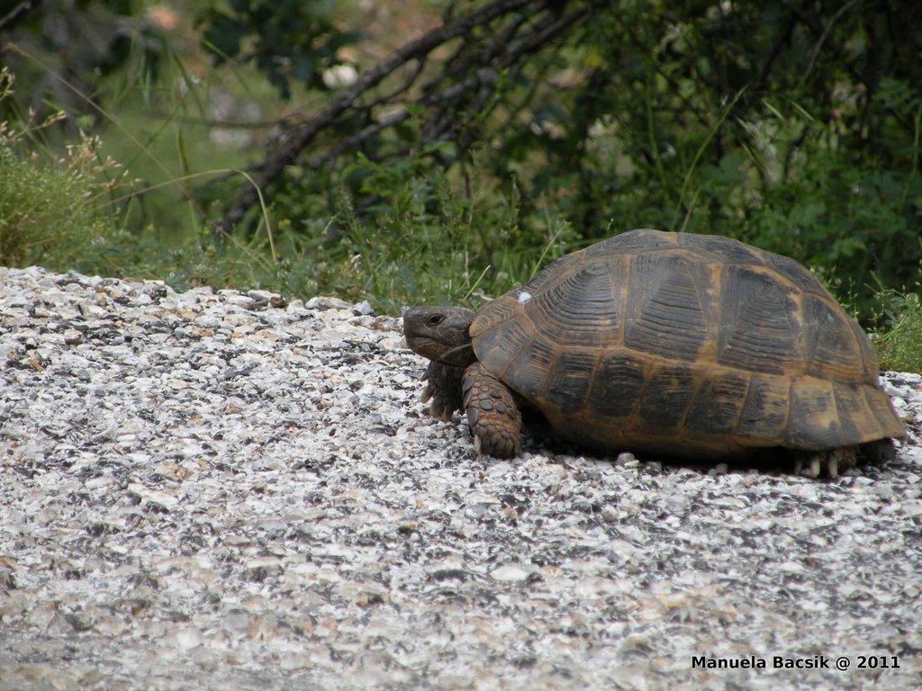 Greek Tortoise in June 2011 by Manuela B · iNaturalist