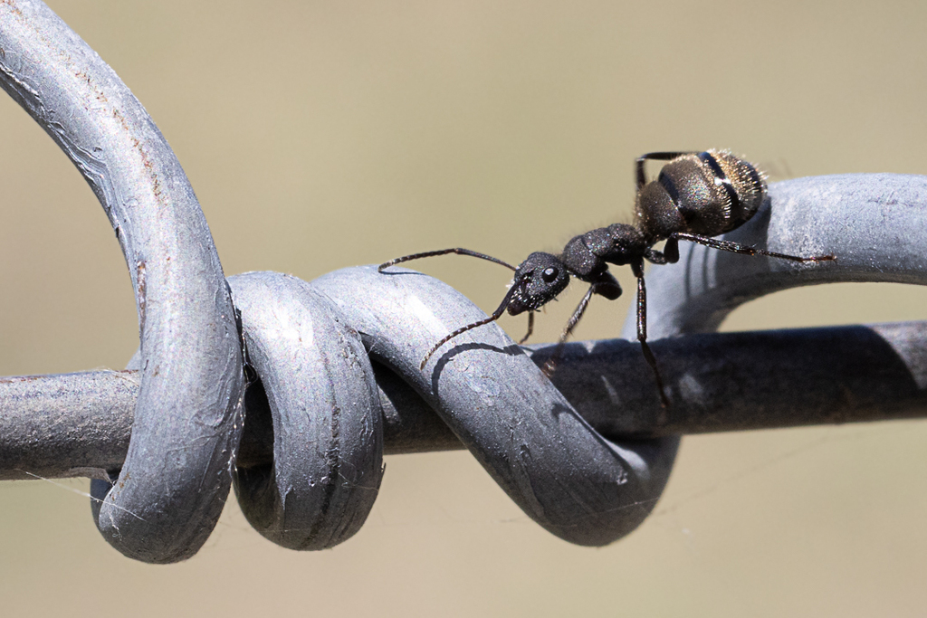 Camponotus mus from Ensenada, Provincia de Buenos Aires, Argentina on ...
