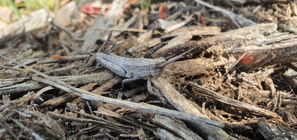 Something by Melissa Forward · iNaturalist