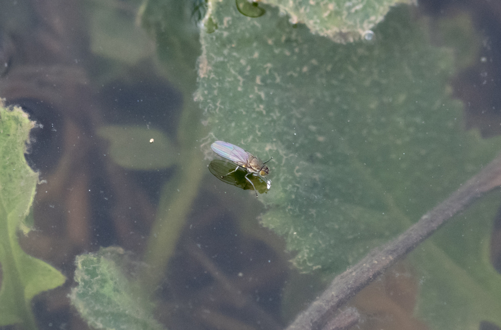 Hydrellia from Lake Balboa, Los Angeles, CA, USA on January 08, 2023 at ...