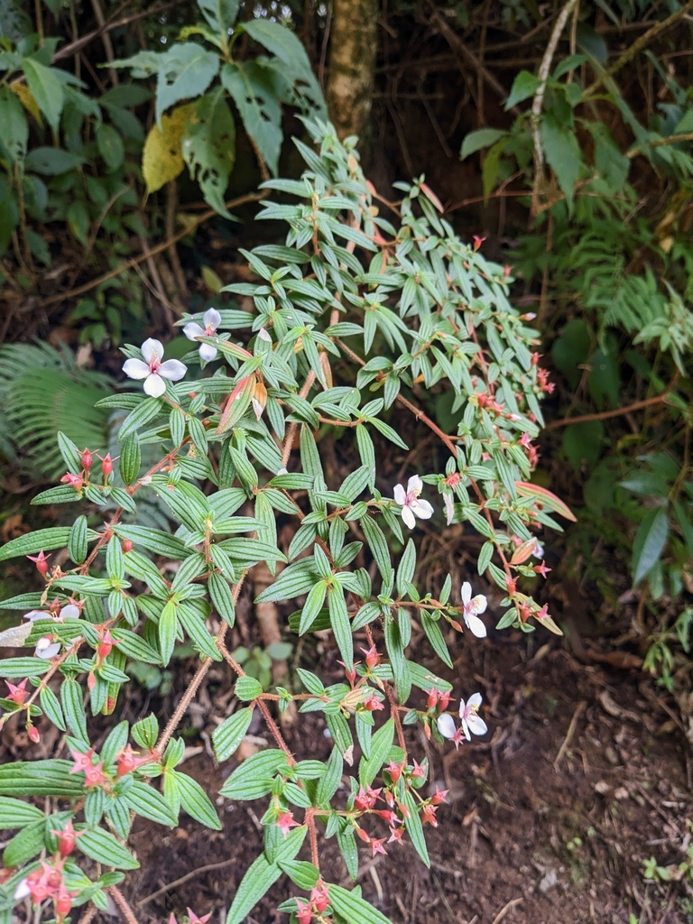 Monochaetum floribundum from Puntarenas Province, Monteverde, Costa ...