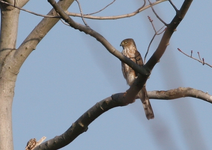 Sharp-shinned Hawk from Point Lookout SP on December 31, 2005 at 01:57 ...