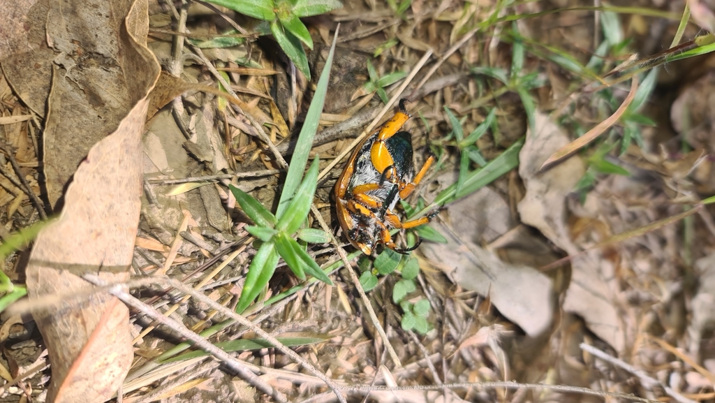 Anoplognathus viriditarsis from Erskine Park NSW 2759, Australia on ...