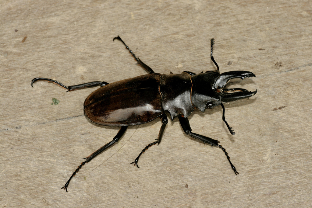 Odontolabis dalmani from Кенингау, Сабах, Малайзия on April 15, 2009 at ...