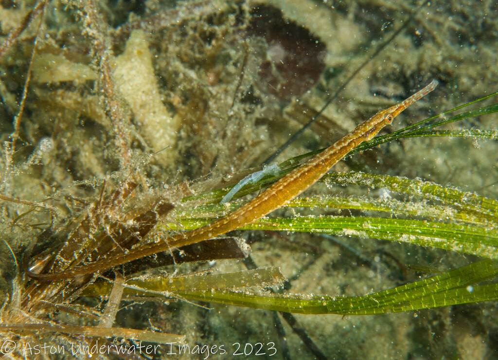 Widebody Pipefish from Gold Coast QLD, Australia on January 09, 2023 at ...