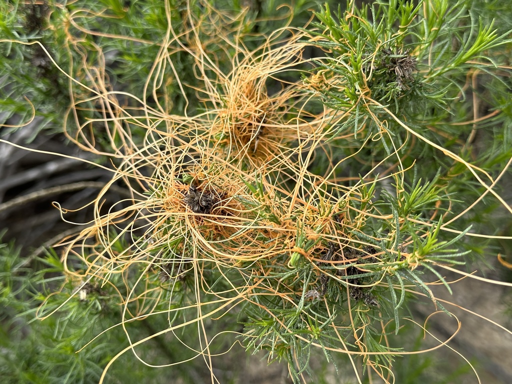 California dodder from Laguna Coast Wilderness Park, Laguna Beach, CA ...
