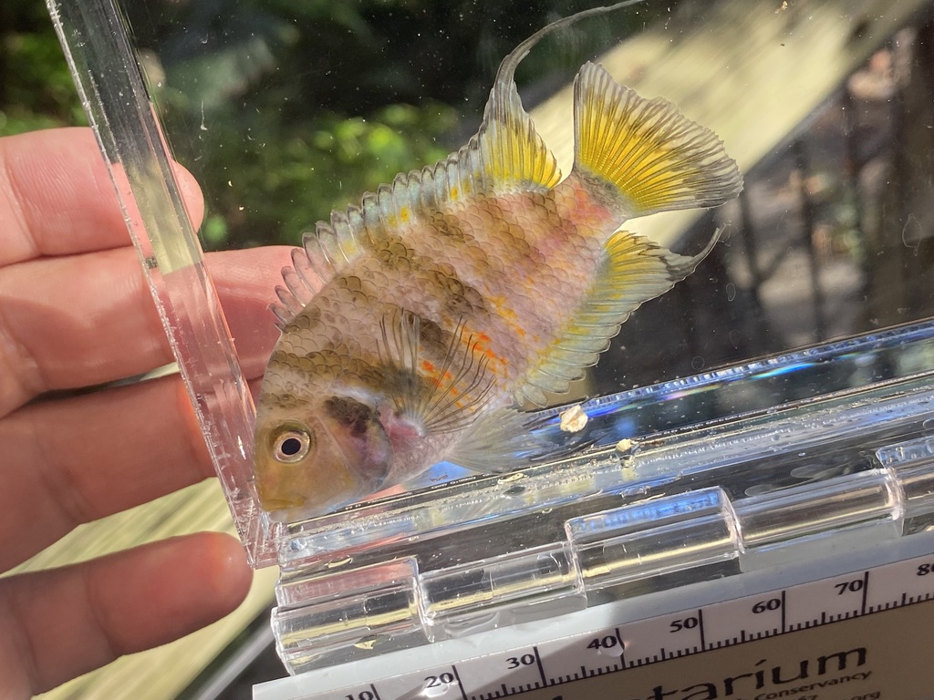 Convict Cichlid from Dickson Azalea Park, Orlando, FL, US on January 08 ...