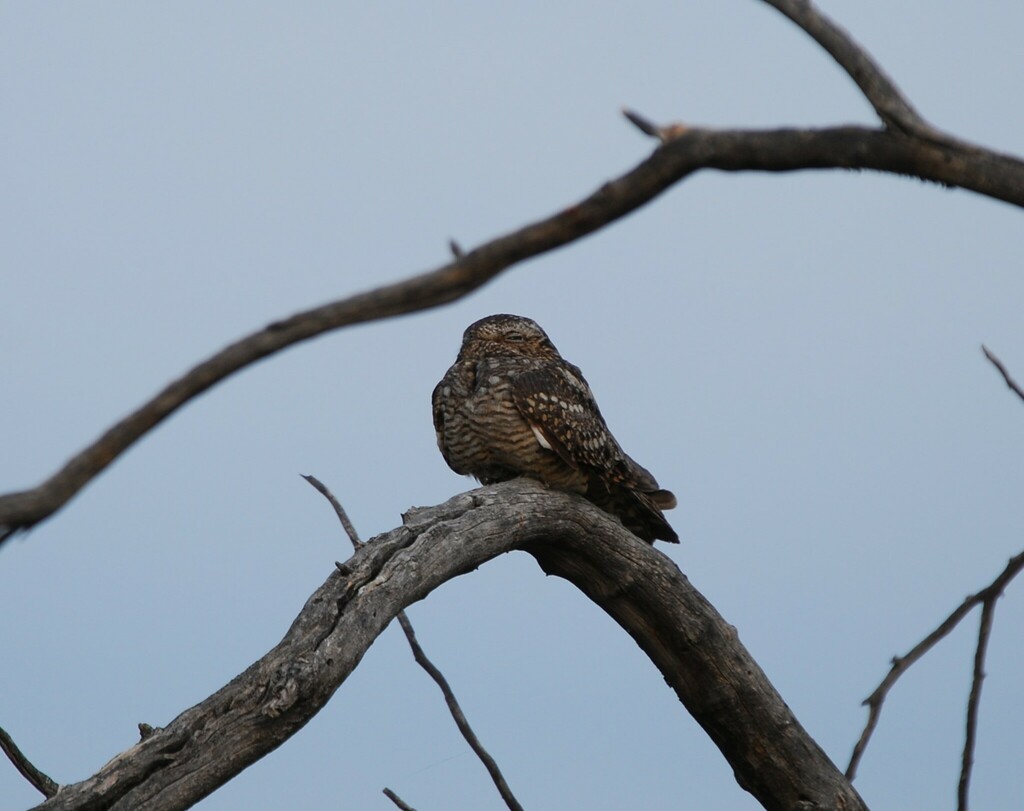 Lesser Nighthawk from Arizona, USA on June 07, 2010 at 09:27 AM by ...