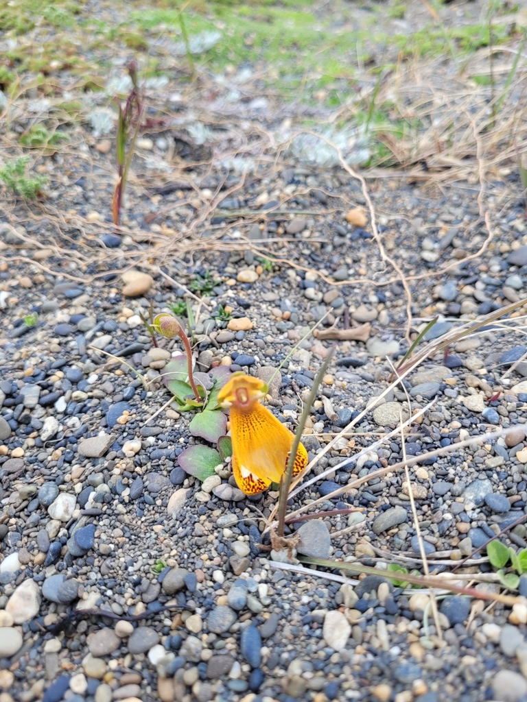 Darwin's Slipper from Río Grande, Tierra del Fuego, Argentina on ...