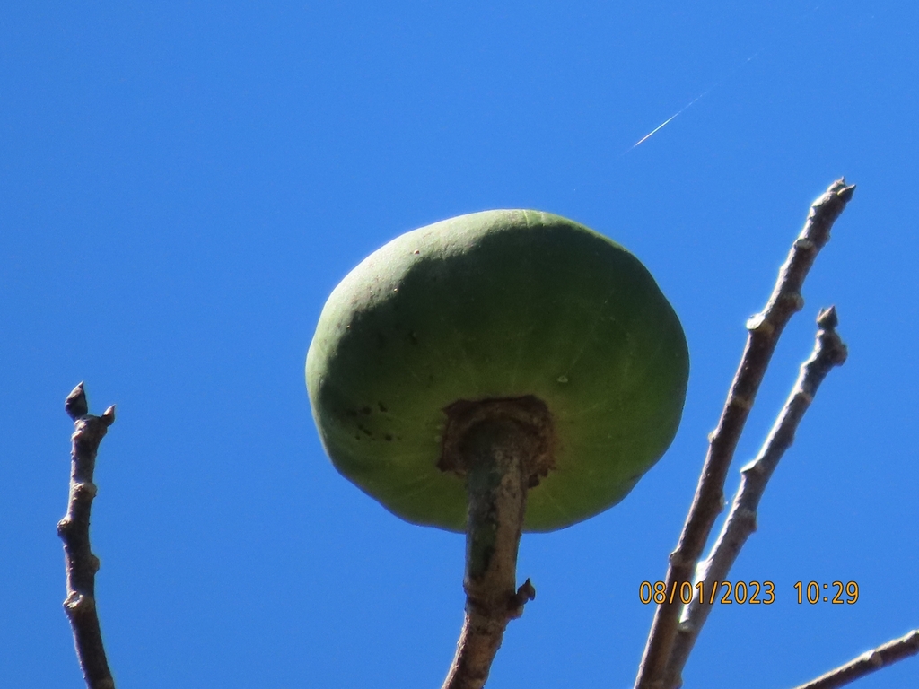 Sandbox Tree from Provincia de Puntarenas, Costa Rica on January 8 ...