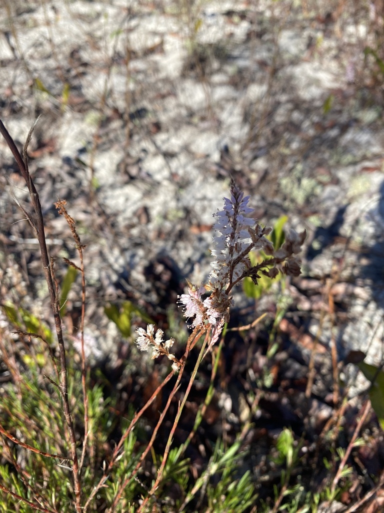Sandhill wireweed from Frostproof, FL, US on January 7, 2023 at 10:40 ...