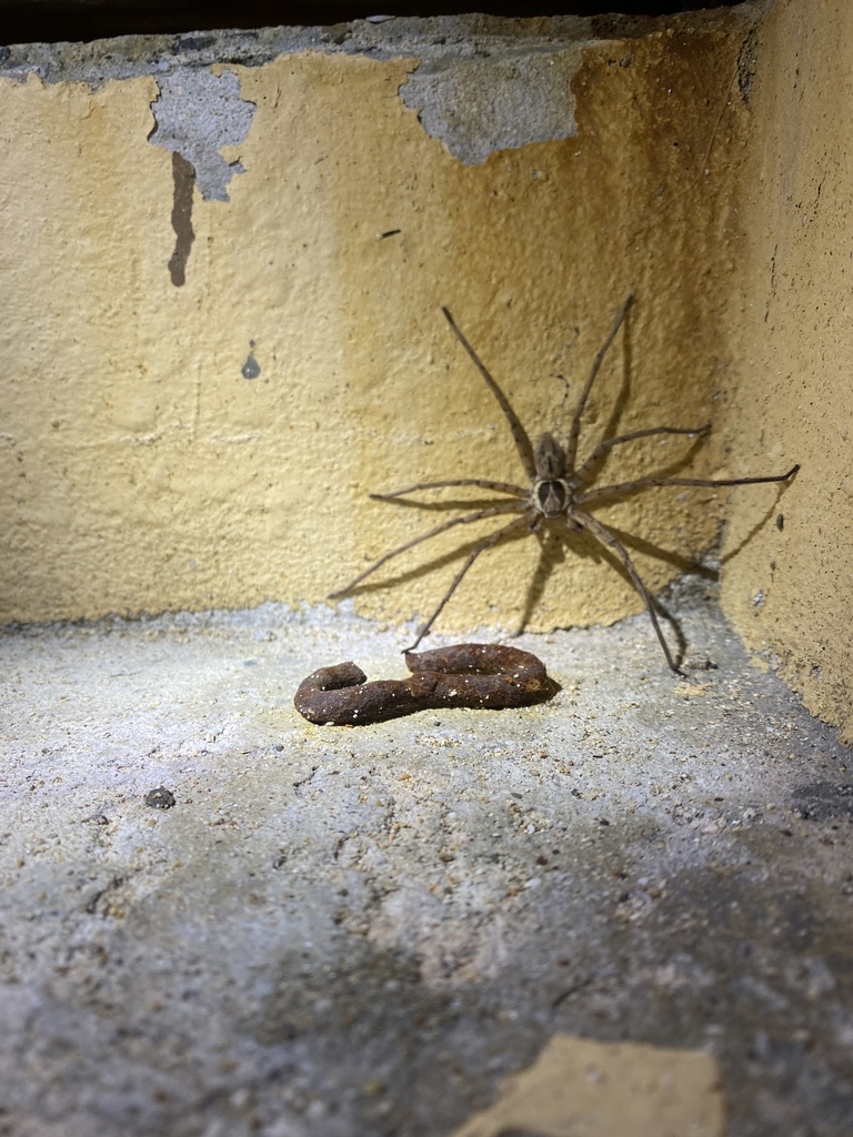 Pantropical Huntsman Spider from Vieques, Vieques, Puerto Rico, US on ...