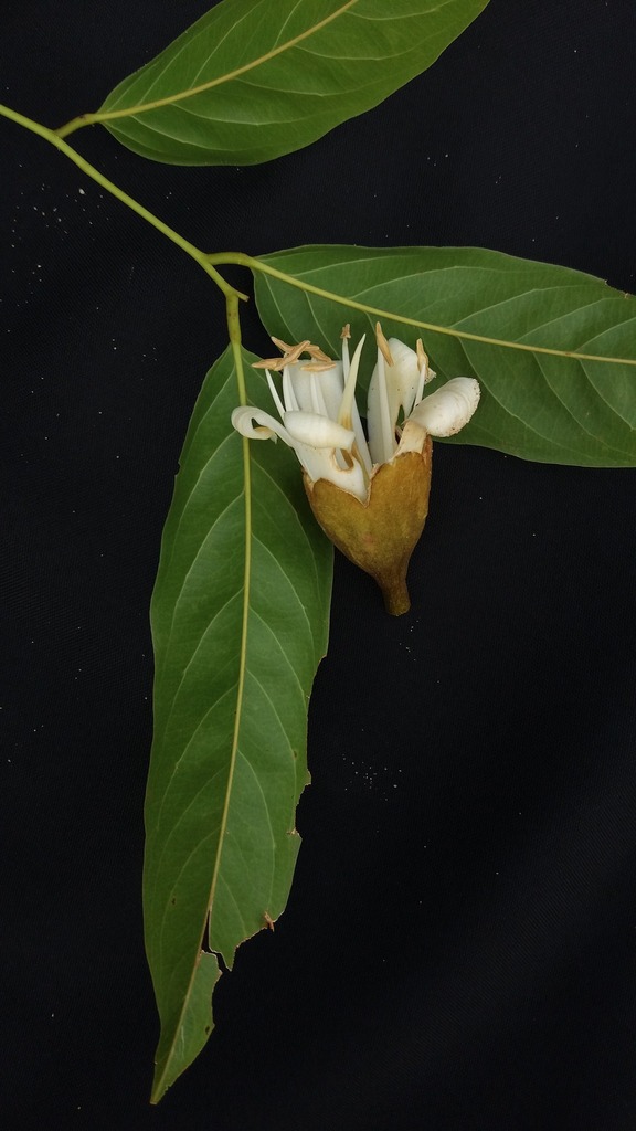 (Alexa grandiflora) - Botanical Realm