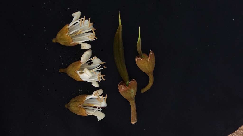 (Alexa grandiflora) - Botanical Realm