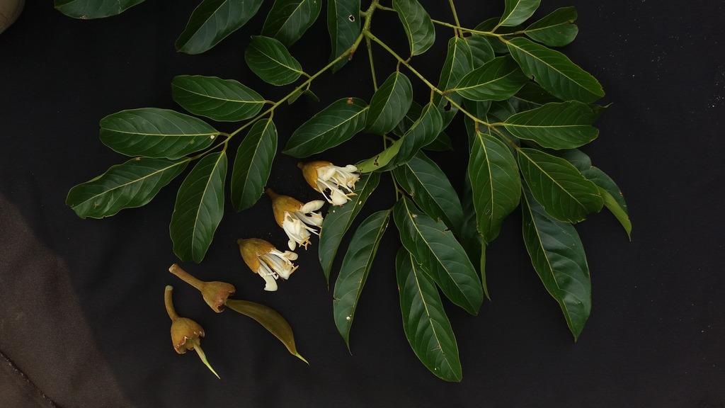 (Alexa grandiflora) - Botanical Realm