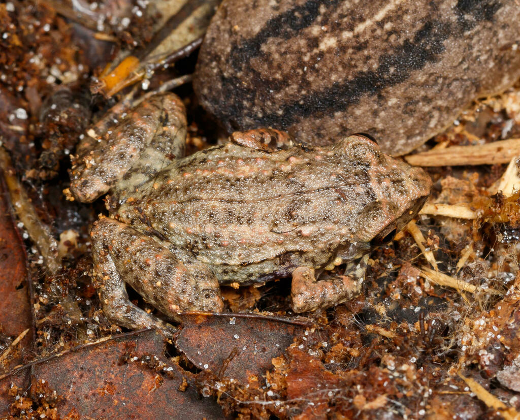 Greenhouse Frog from Seminole County, US-FL, US on January 8, 2023 at ...