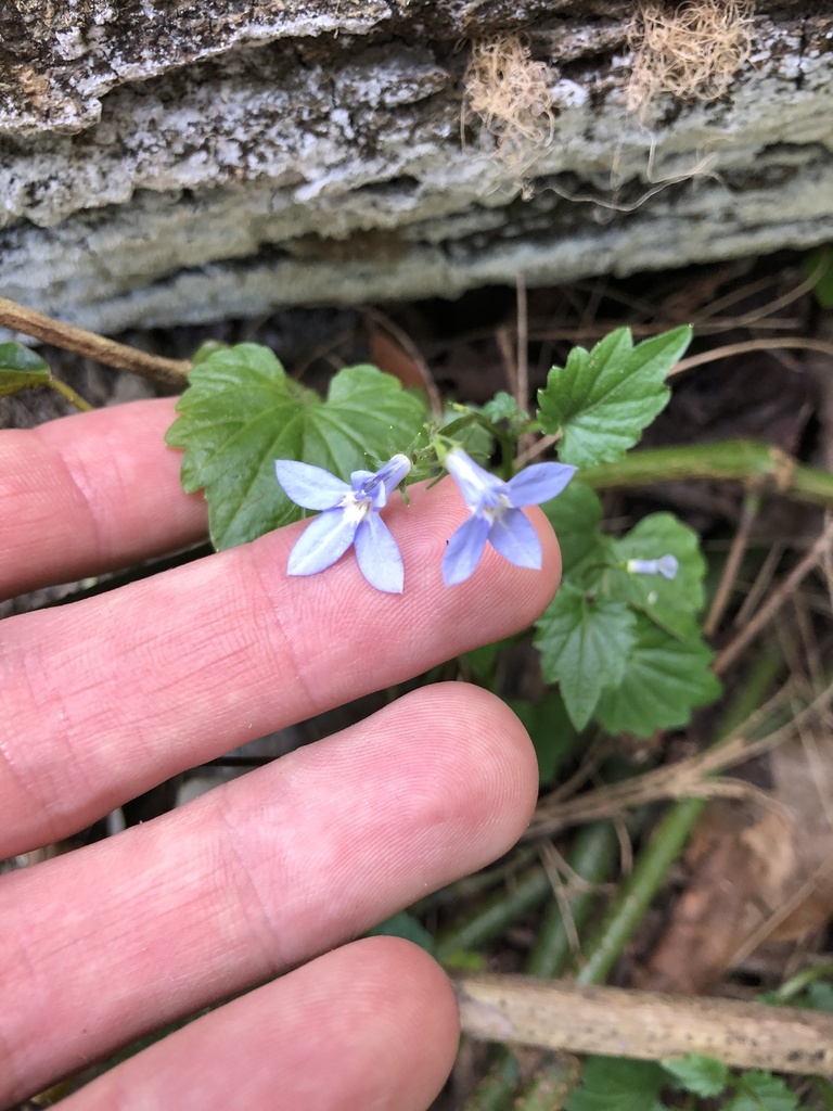 forest lobelia from D'Aguilar Highway, Stony Creek, QLD, AU on January ...