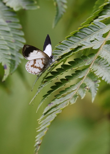 Udara meeki · iNaturalist