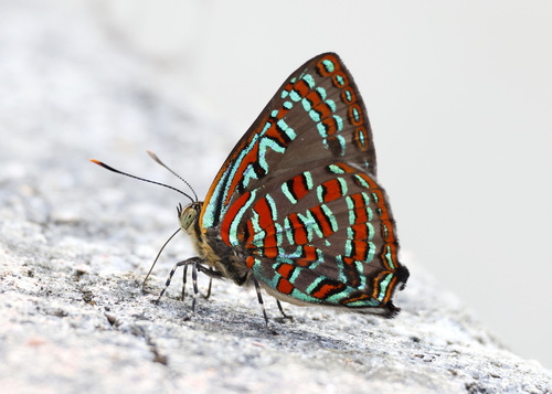 Peacock Jewel (Hypochrysops pythias) · iNaturalist
