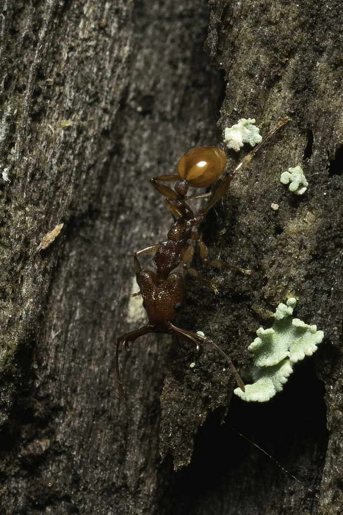 Orectognathus antennatus from Auckland, New Zealand on January 8, 2023 ...