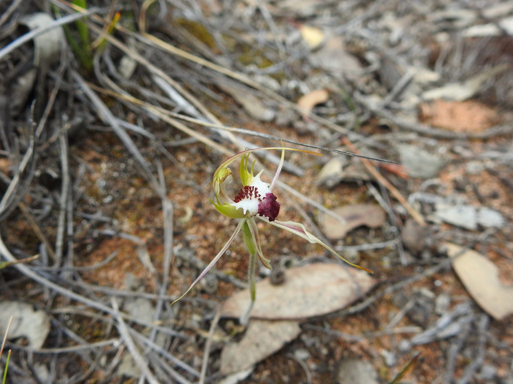 Plains Spider Orchid from Chapman Bore SA 5253, Australia on October 7 ...