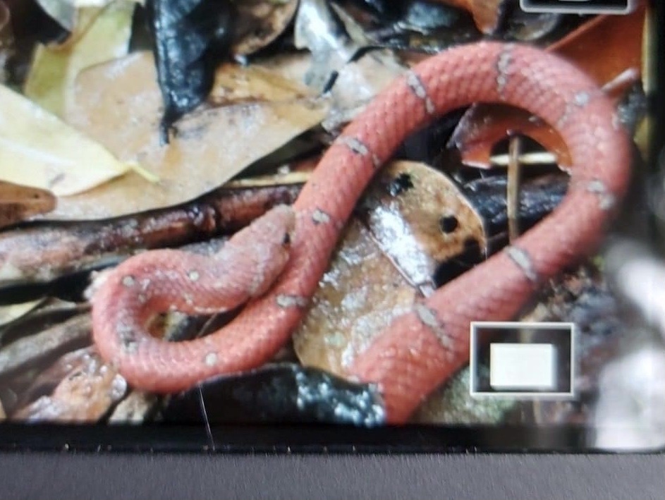 Kampuchea Kukri Snake from Trapeang Rung, Kaoh Kong, Koh Kong, KH on ...