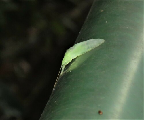 Phyllomimus pallidus · iNaturalist United Kingdom