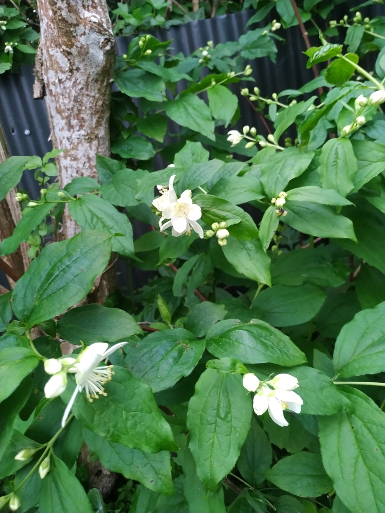 plants from Georgetown, Invercargill, New Zealand on November 15, 2022 ...