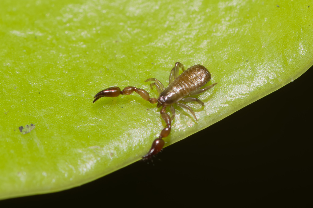 Atemnidae from North Eastern Islands, Singapore on January 07, 2023 at ...