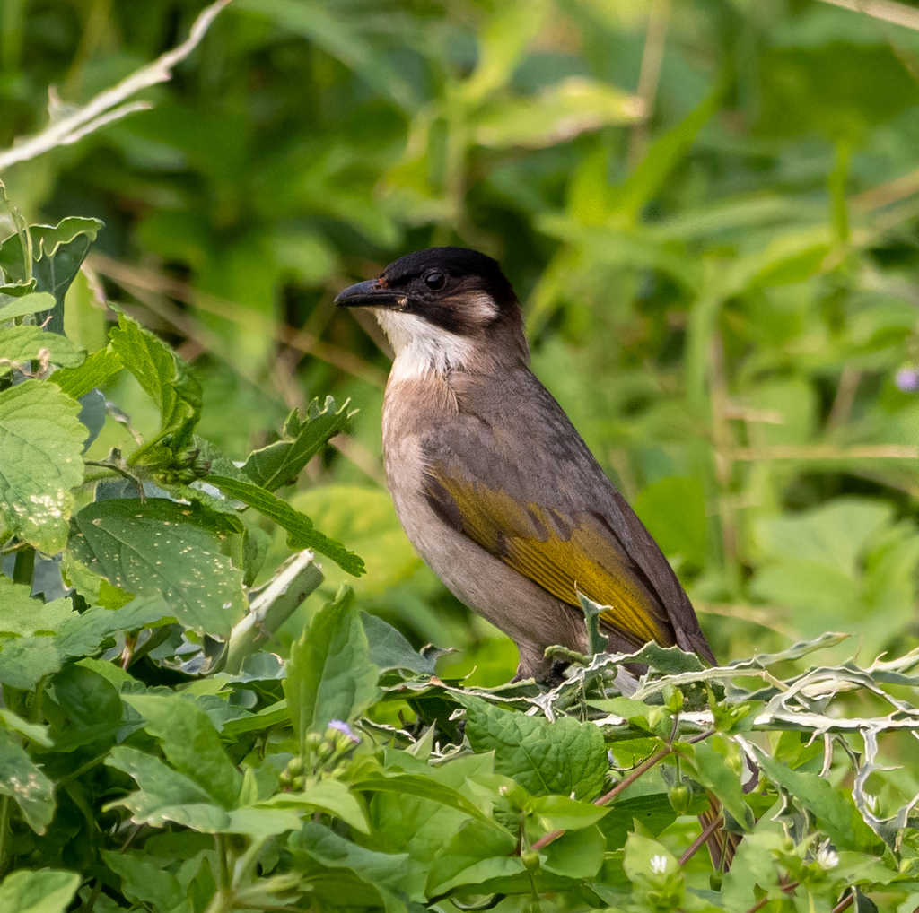Pycnonotus sinensis hainanus in January 2023 by S. Dowell · iNaturalist