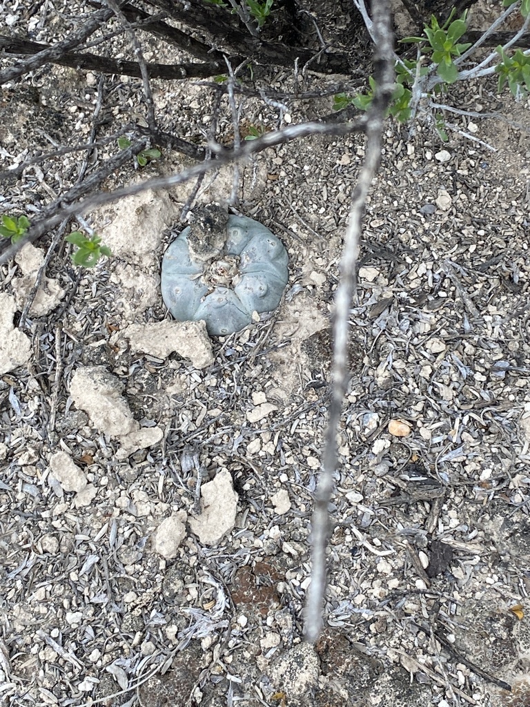 Peyote in October 2022 by Eric Centenero Alcalá · iNaturalist