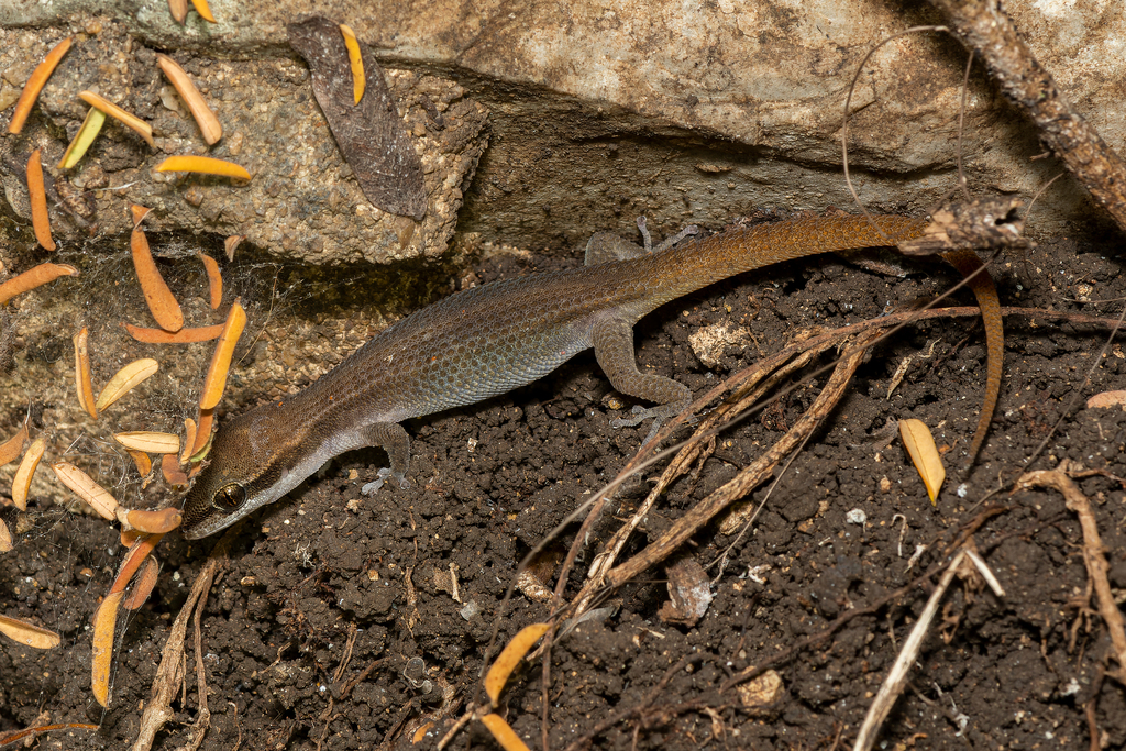 Black-spotted Leaf-toed Gecko from ตำบล บ้านป่า อำเภอแก่งคอย สระบุรี ...