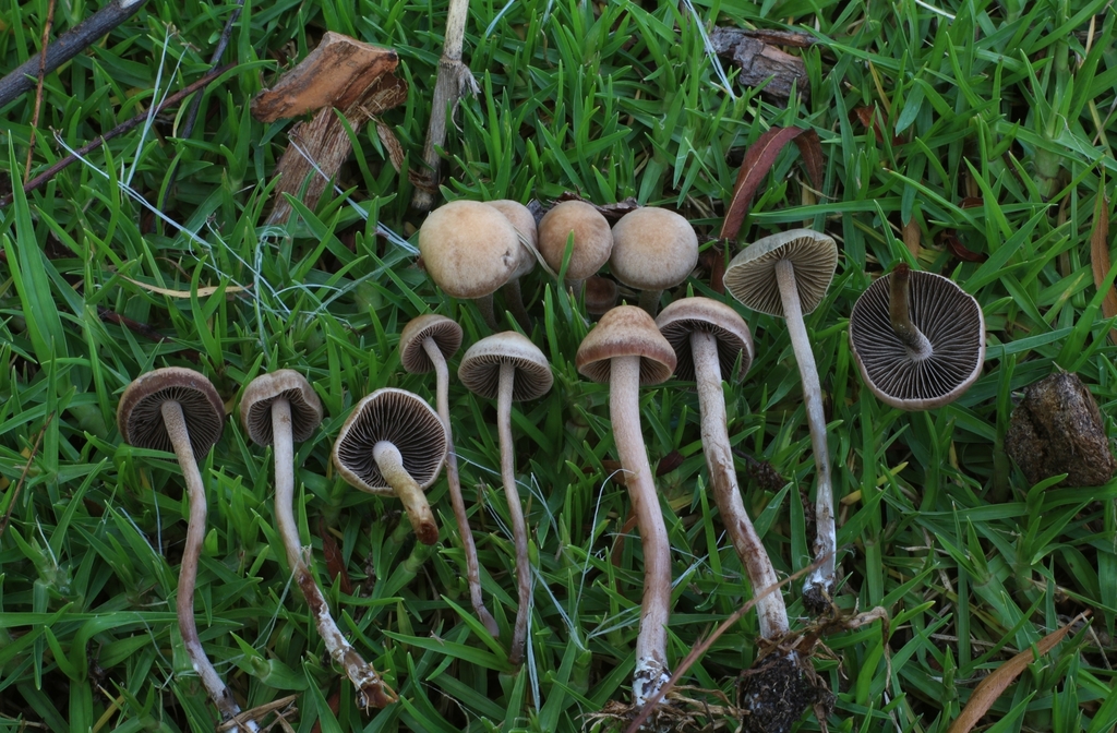 Banded Mottlegill on December 31, 2022 at 06:50 PM by Iván Sebastián ...